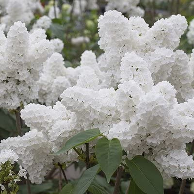 Lilac Seeds - Etsy