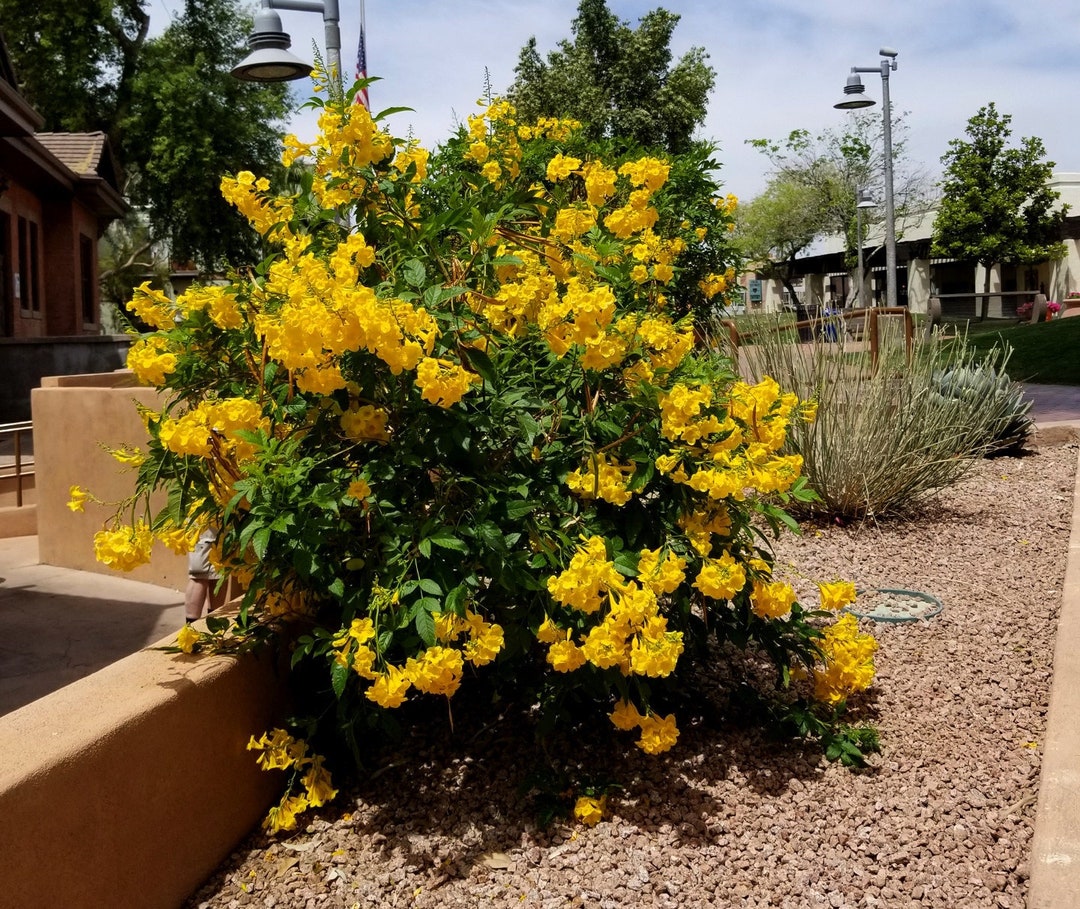 Yellow Bells Seeds - Tacoma Stans - Non-gmo - Yellow Trumpet Shrub Bush ...