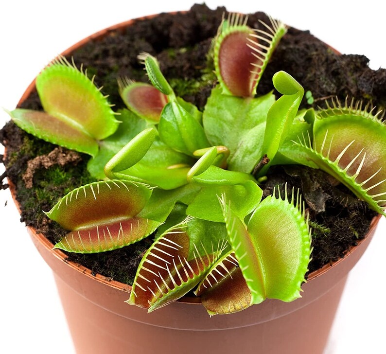 Dionaea Venus Flytrap 10 Seeds the Ultimate Indoor Carnivorous House ...