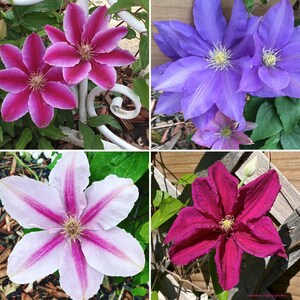 Clematis Vine Seeds - Mixed Colors - Large Beautiful Blooms - Perennial ...
