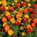 Tecoma X Orange Jubilee 'tecoma Alata' Seeds - Flaming Bells, Orange ...