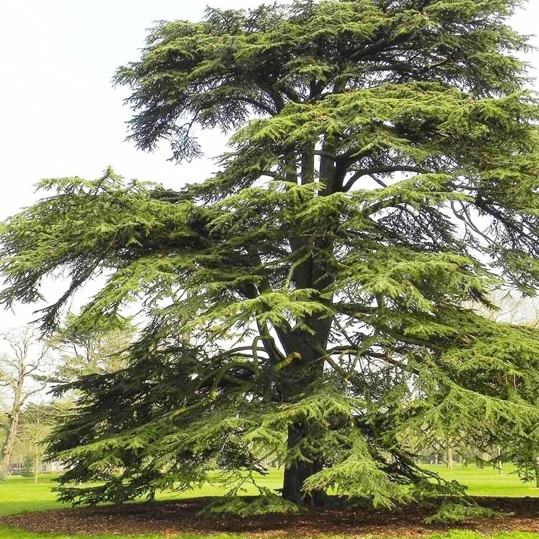 Cedrus Libani - 15 Seeds - Cedar of Lebanon Needled Evergreen Drought ...