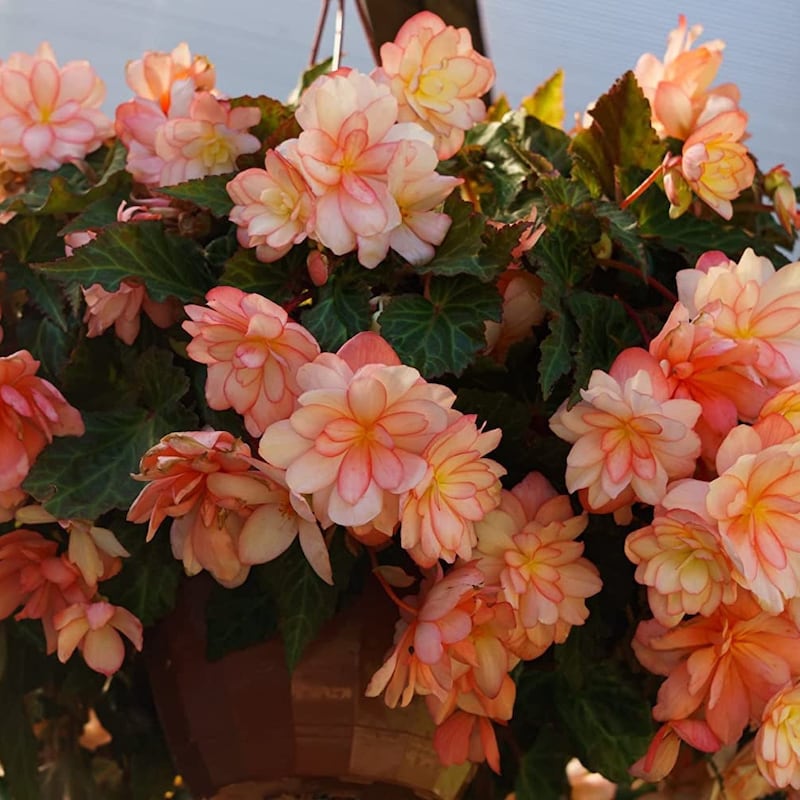 Butterfly Begonia Plant - Etsy