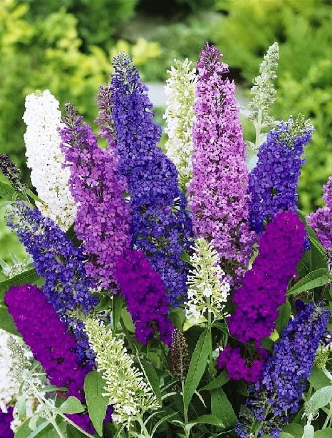 Flower Seeds Butterfly Bush Mix: Buddleia Davidii Non GMO Organic ...