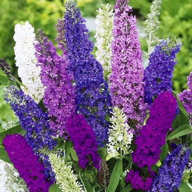 Butterfly Bush - Etsy