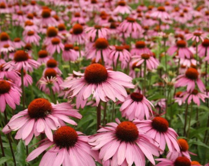 TREE SPINACH Seeds FREE Shipping Fresh & Organic Chenopodium Giganteum ...