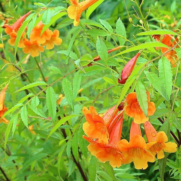 Tecoma X Orange Jubilee 'tecoma Alata' Seeds Flaming Bells, Orange ...