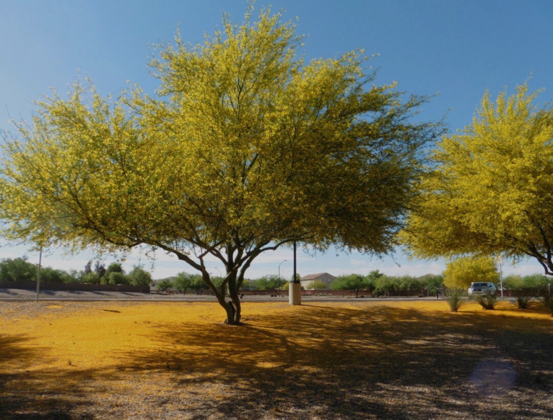 Mexican Palo Verde Tree Seeds Vibrant Yellow Desert Beauty - Etsy