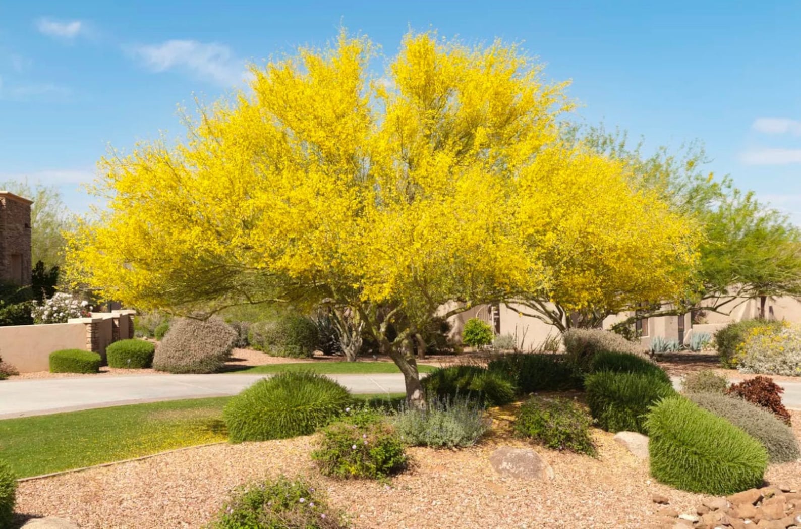 Blue Palo Verde Tree Seeds - Vibrant Yellow Desert Beauty - Parkinsonia ...