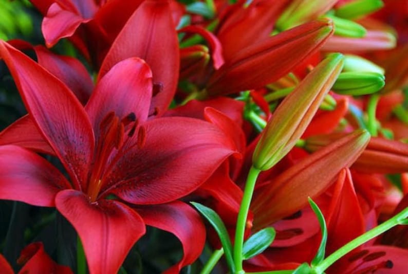 Flower Seeds Rare Deep Red Lily: Organic Heirloom Seed Pack for Outdoor ...