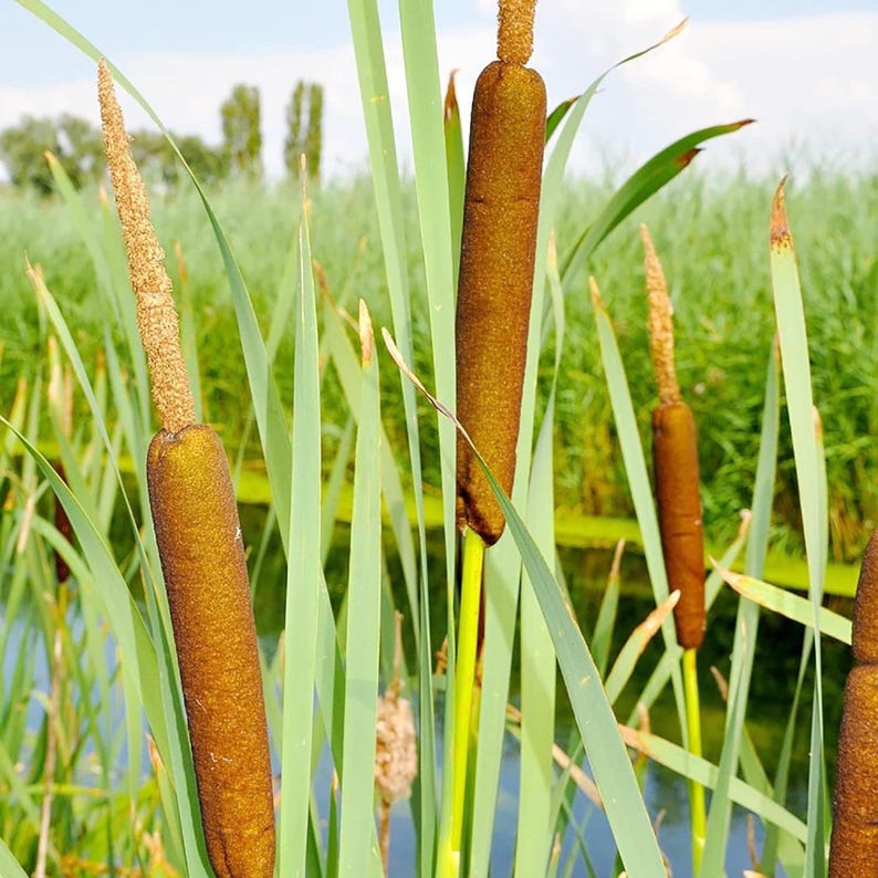 Cattail Seeds Pack: Typha Latifolia Non GMO Perennial for Outdoor Ponds ...