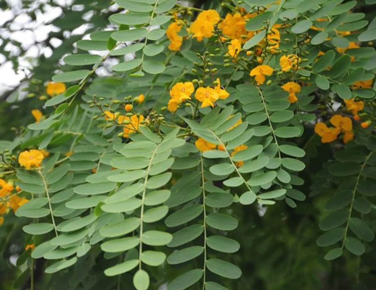 Tipuana Tree Seeds Rosewood, Tipa, Pride of Bolivia, Yellow Jacaranda ...