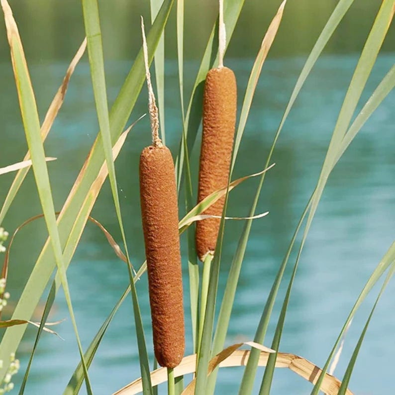 Cattail Seeds Pack: Typha Latifolia Non GMO Perennial for Outdoor Ponds ...