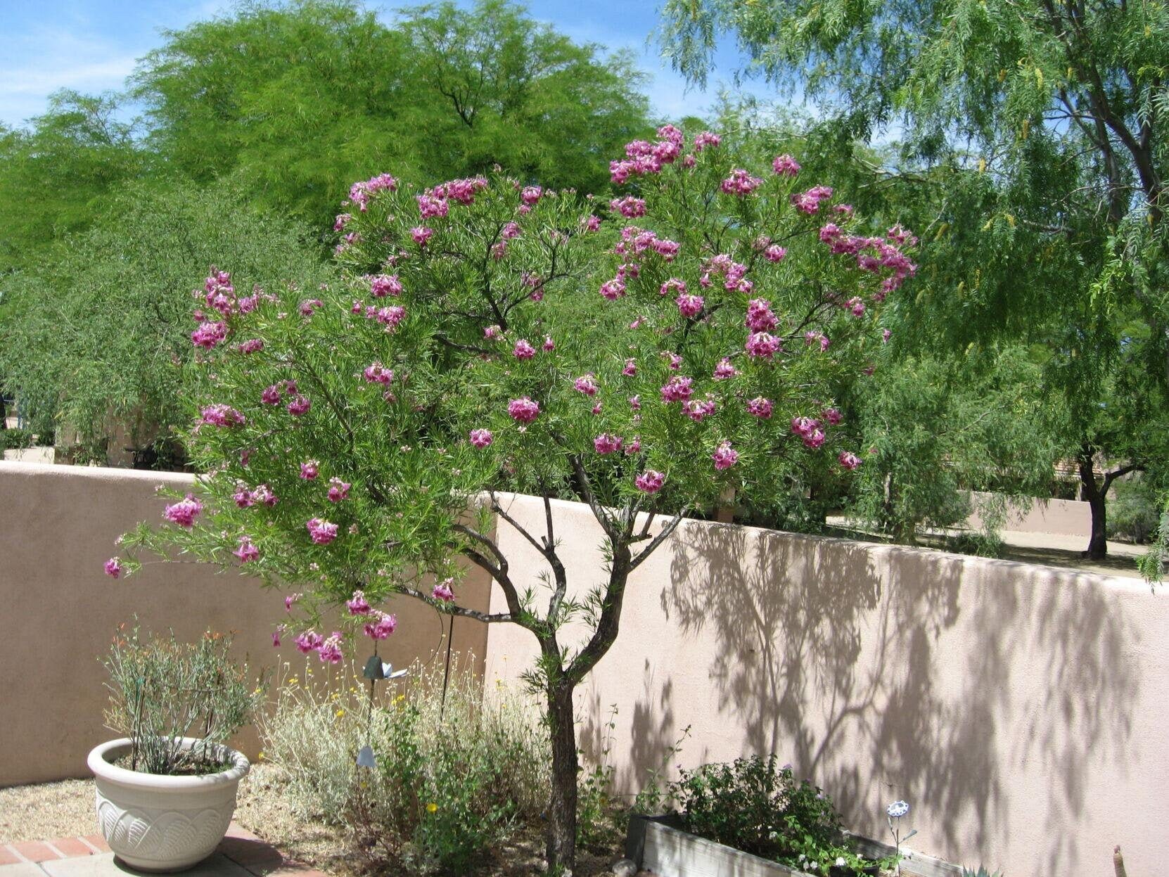 Desert Willow Winter