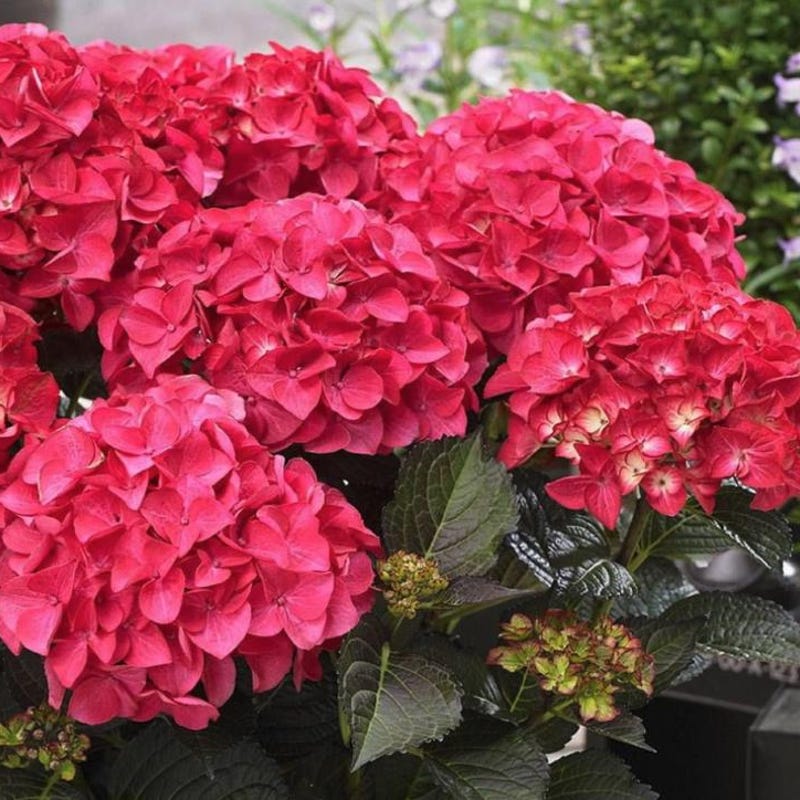 Hydrangea Seeds - Etsy