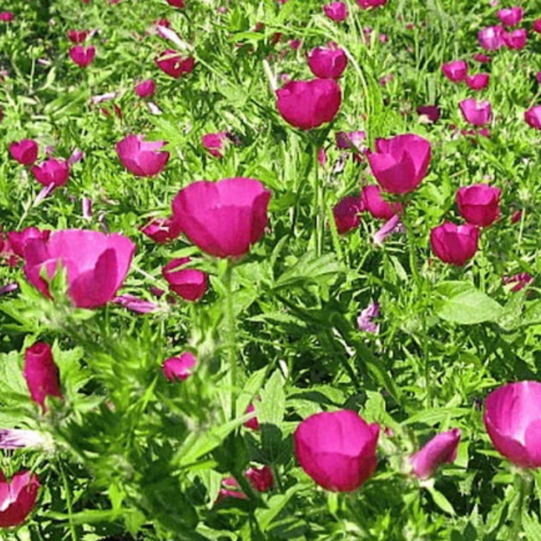 Purple Poppy Mallow Seeds - Callirhoe Involucrata - Ground Cover ...