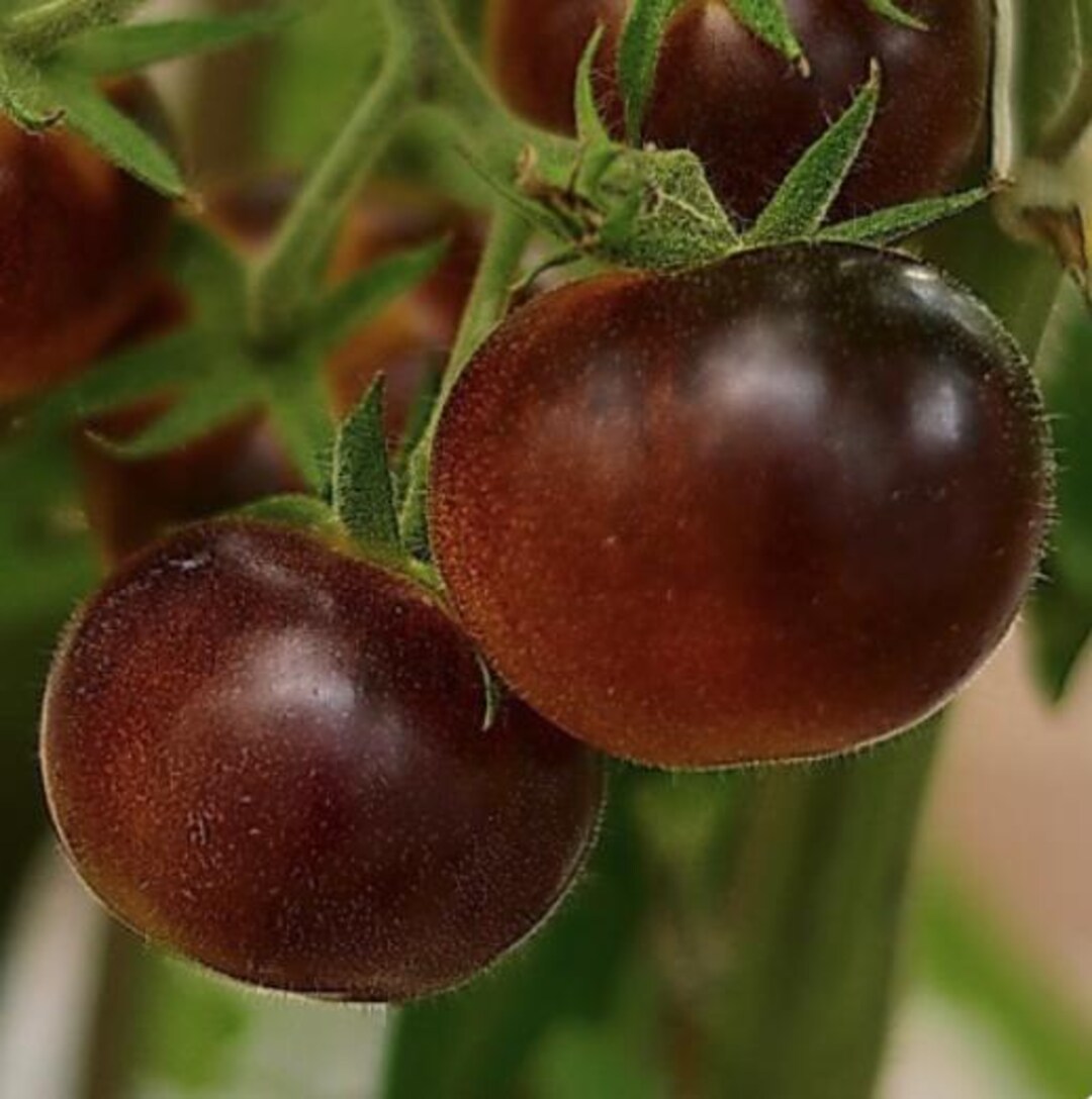 Organic Cherokee Purple Heirloom Tomato Seeds - Non GMO - Easy to Grow ...