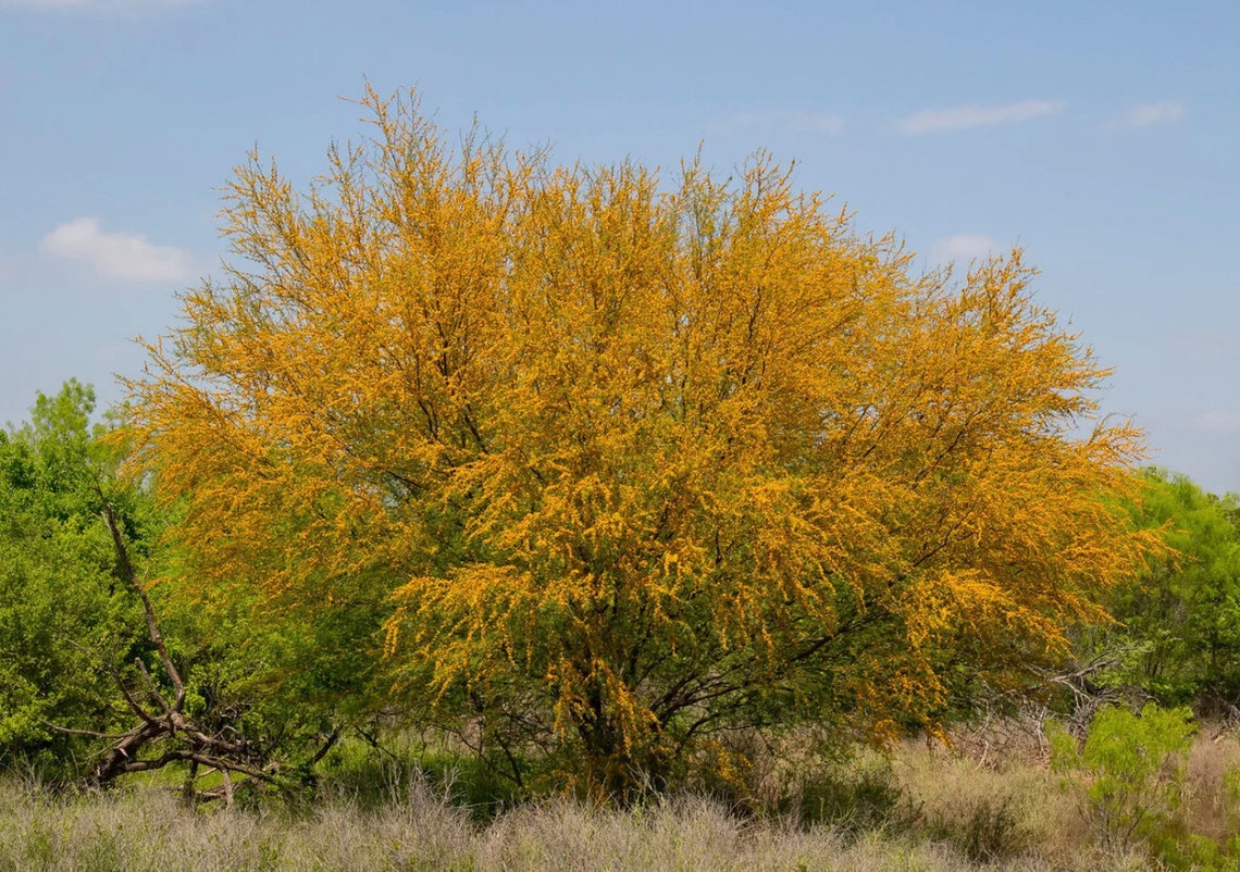 Árbol de Acacia Dulce Huisache Acacia farnesiana - Etsy México