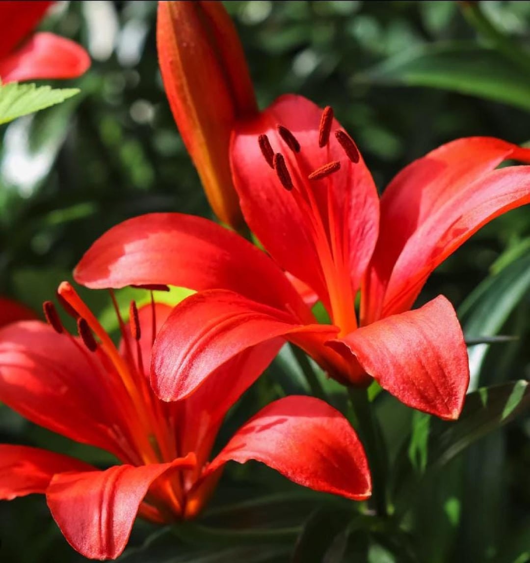 Flower Seeds Rare Deep Red Lily: Organic Heirloom Seed Pack for Outdoor ...