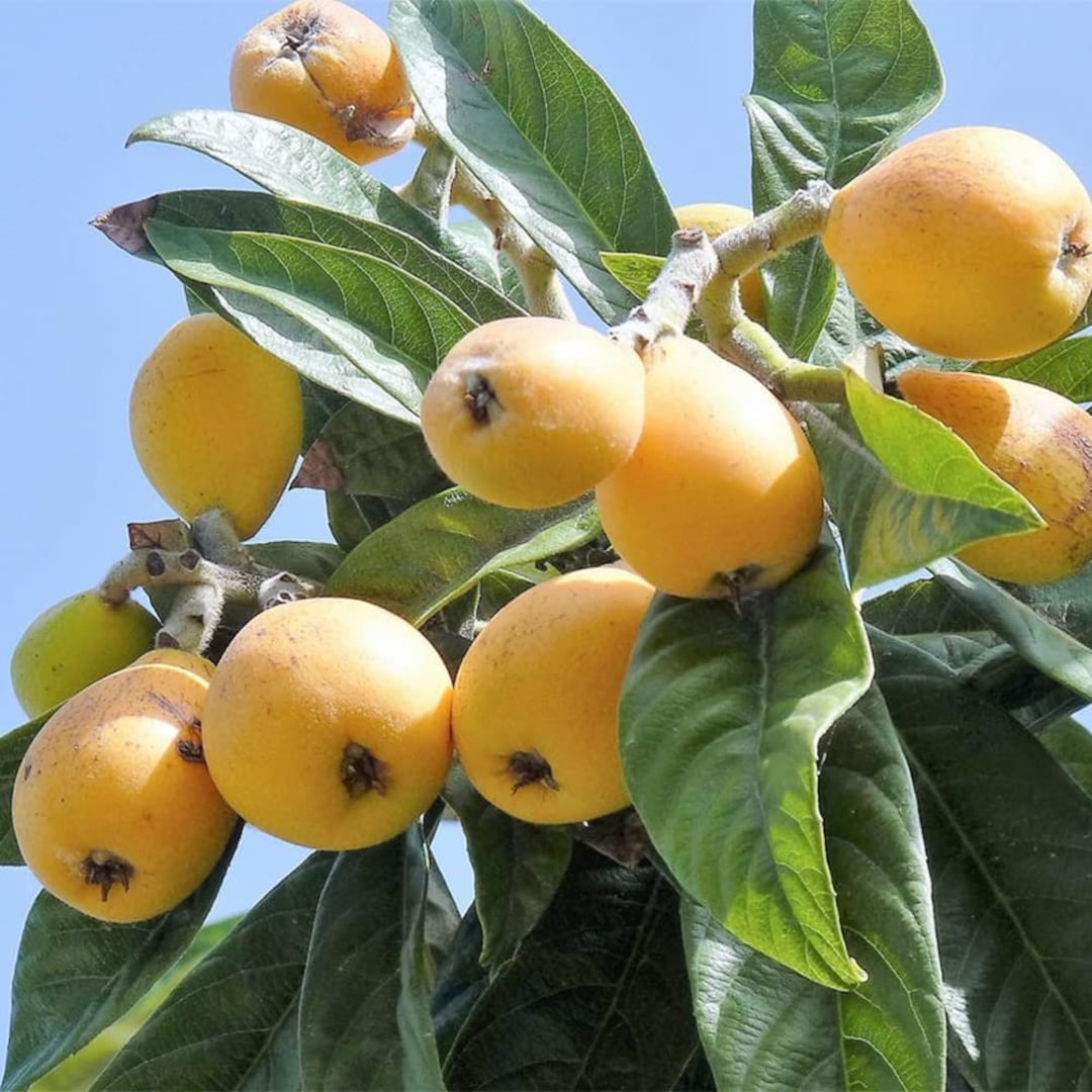 Loquat Tree 5 Seeds Eriobotrya Japonica Chinese Plum, Medlar, Misbelie ...