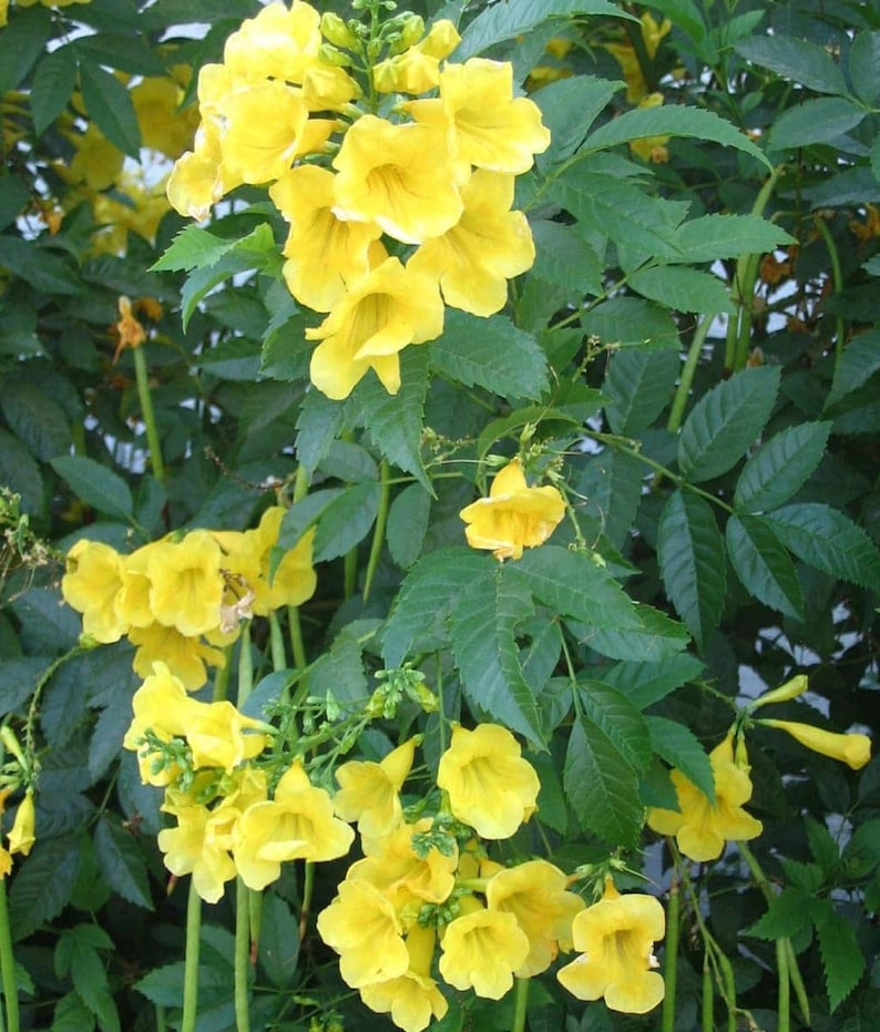Seeds Yellow Bells Non-gmo: Esperanza Desert Bush, Yellow Trumpet ...