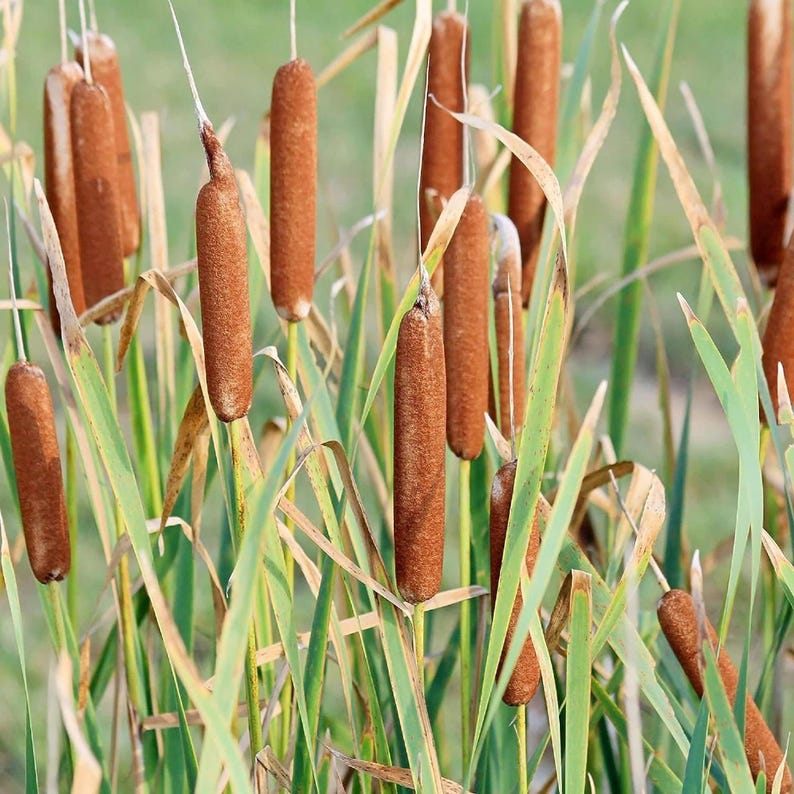 Cattail Seeds Pack: Typha Latifolia Non GMO Perennial for Outdoor Ponds ...