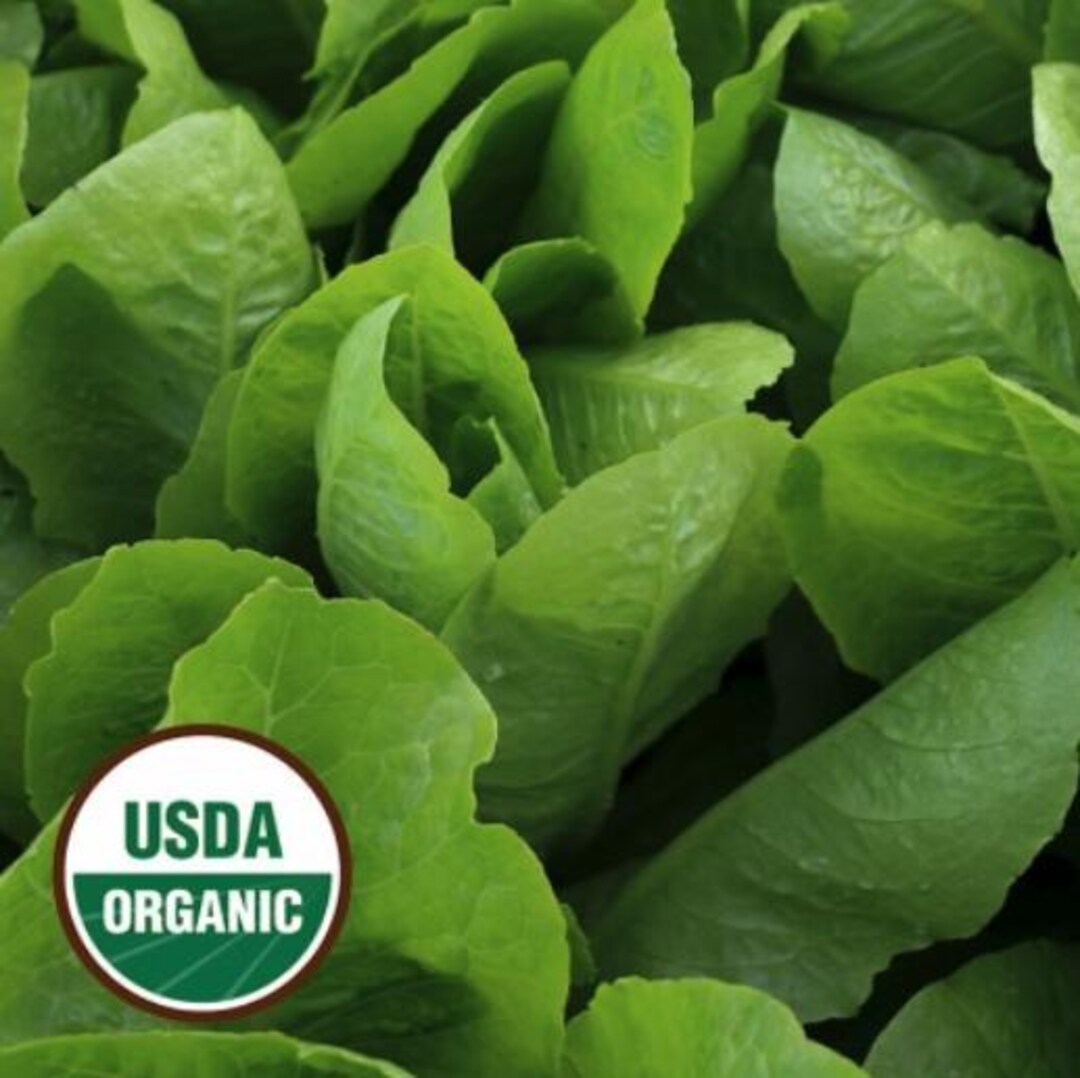Organic Jericho Romaine Lettuce Seeds - Lactuca Sativa - Easy to Plant ...