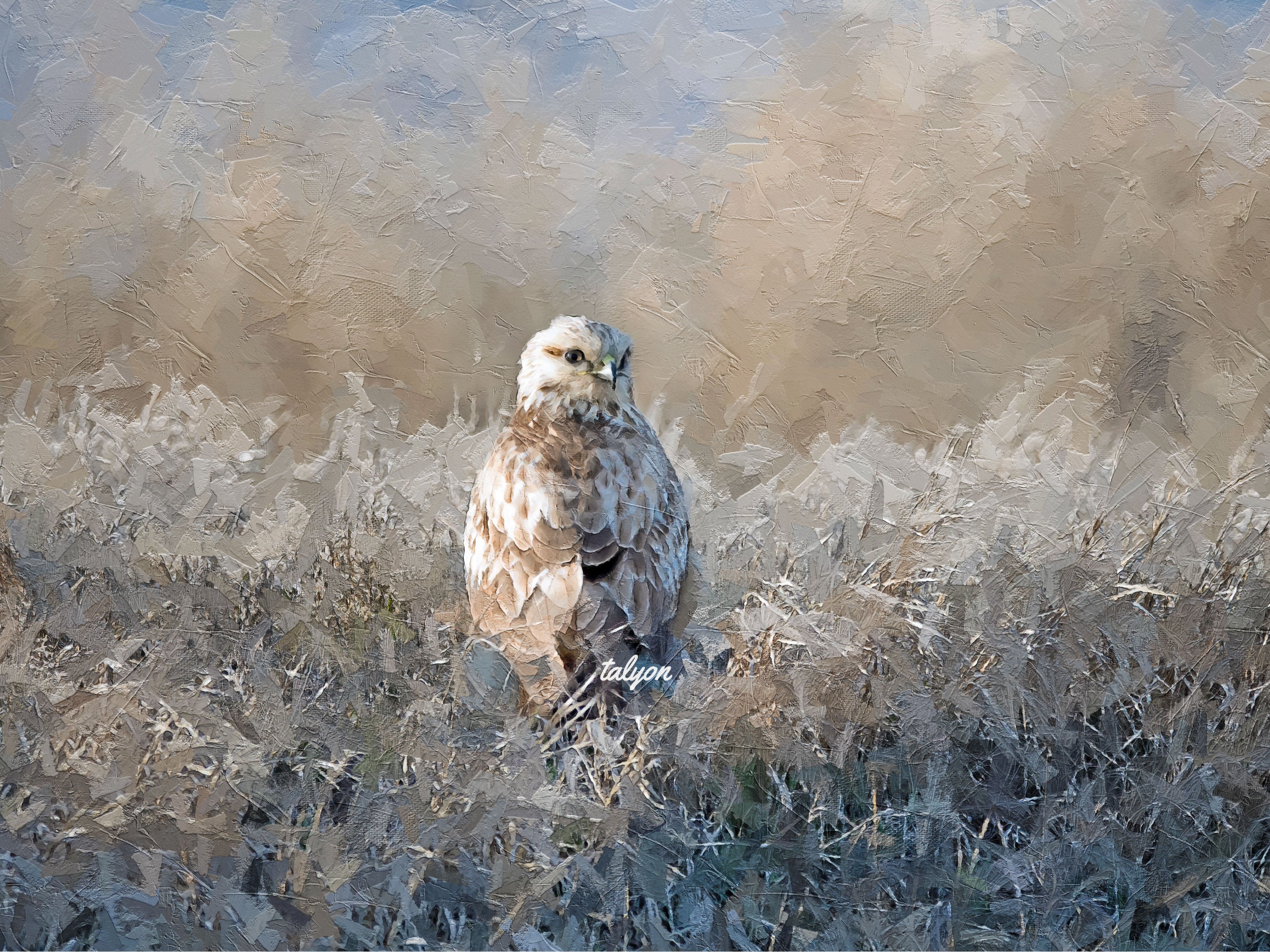 ROUGH-LEGGED HAWK Fine Art Print, Bird Print, Hawk, Nature, Birding ...