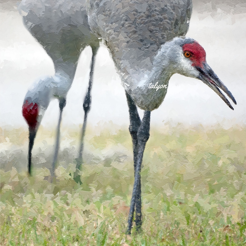 Florida Bird Art - Etsy