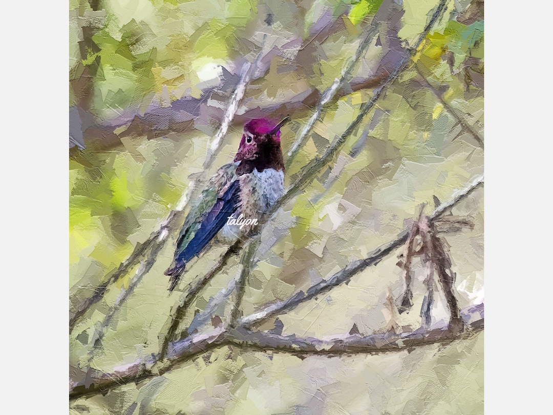 ANNA'S HUMMINGBIRD Fine Art Print, Bird Print, Nature, Birding, Birder ...