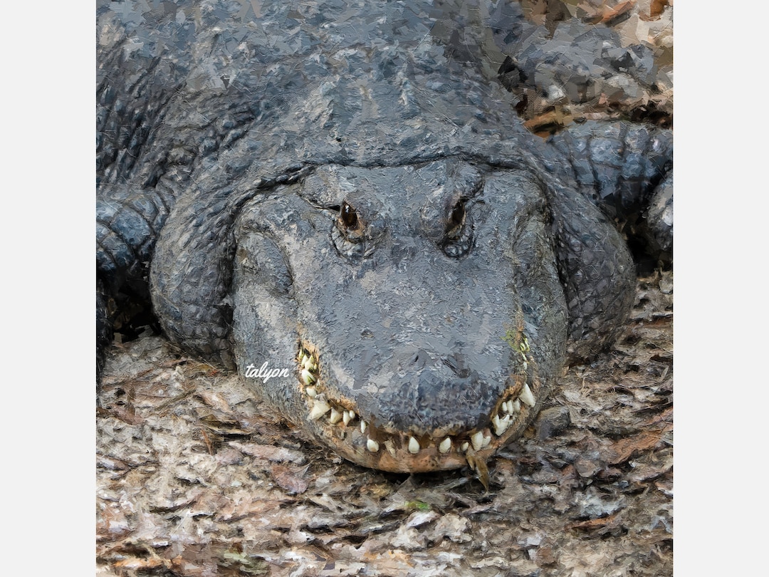AMERICAN ALLIGATOR, Fine Art Print, Florida Wildlife, Nature, Original ...