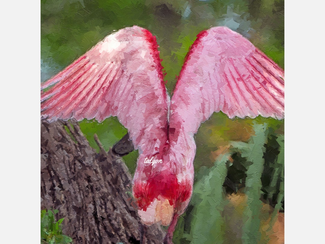 ROSEATE SPOONBILL, Fine Art Print, Florida Wildlife, Bird Print, Nature ...