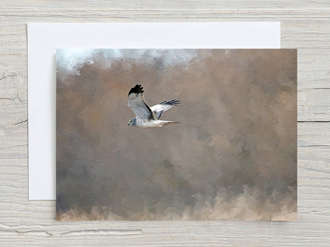 Northern Harrier, Original Art, 5x7 Note Card With Envelope, Blank ...
