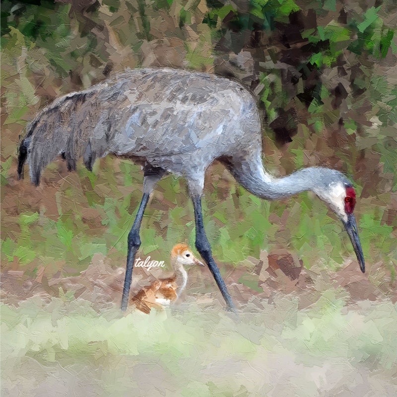 Florida Bird Art - Etsy