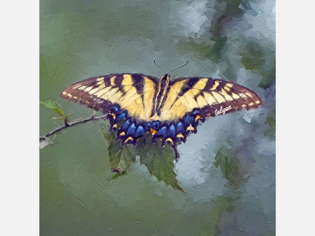 EASTERN TIGER SWALLOWTAIL, Fine Art Print, Butterfly Print, Nature ...
