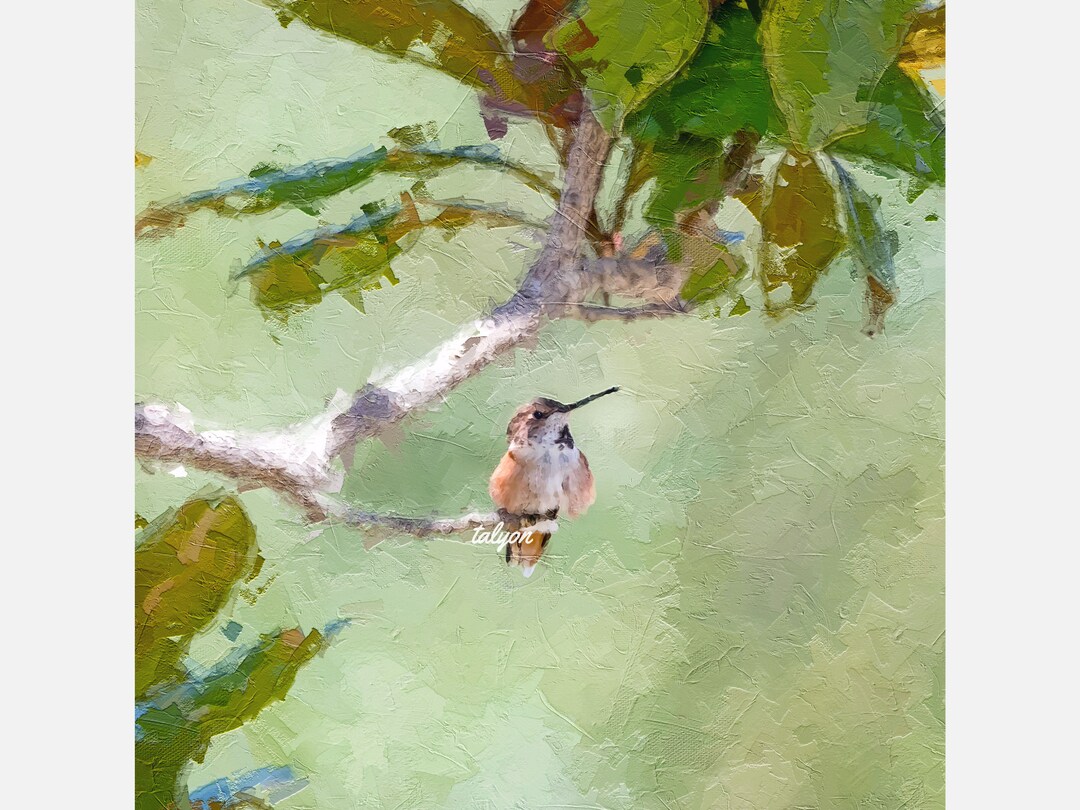 ALLEN'S HUMMINGBIRD Fine Art Print, Bird Print, Nature, Birding, Birder ...