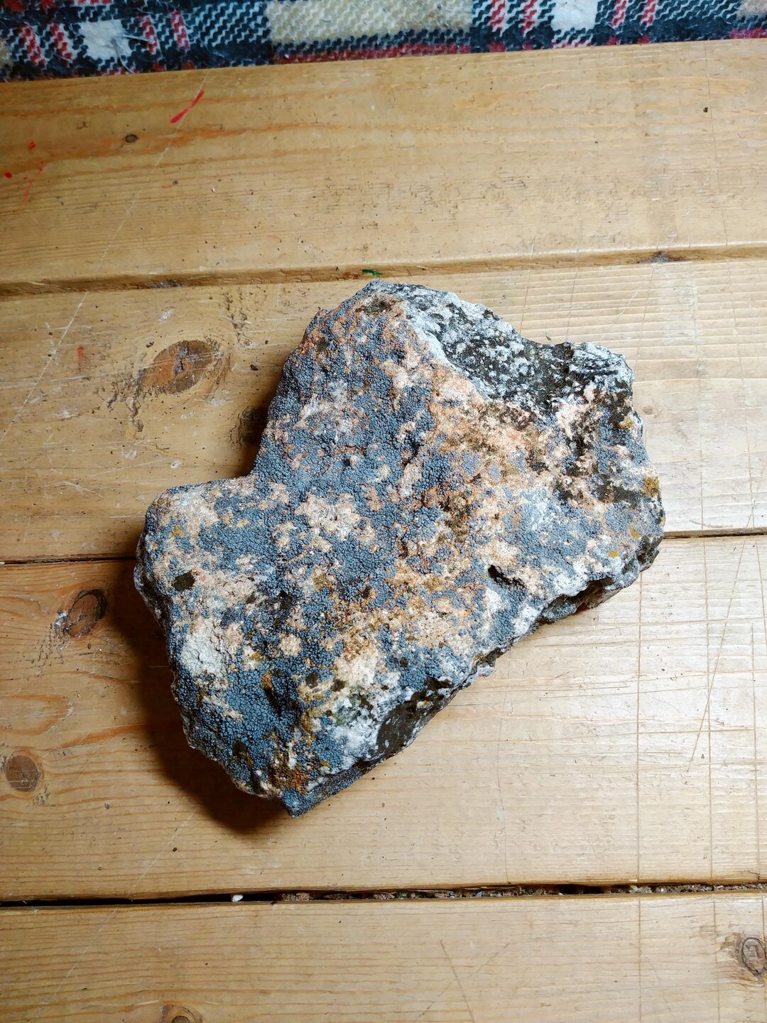 Enchanted Lichen Living Rock. Texas Fossil Limestone - Terrariums ...