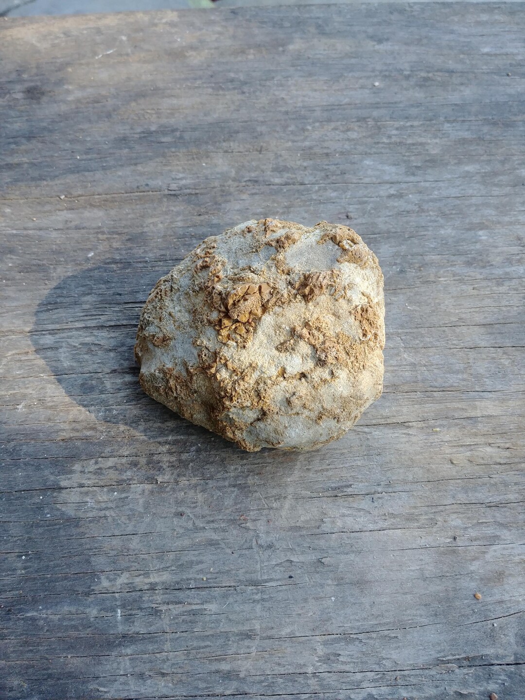 River Rock Coprolite With Bizarre Fossils, Unique Landscape Rock for a ...
