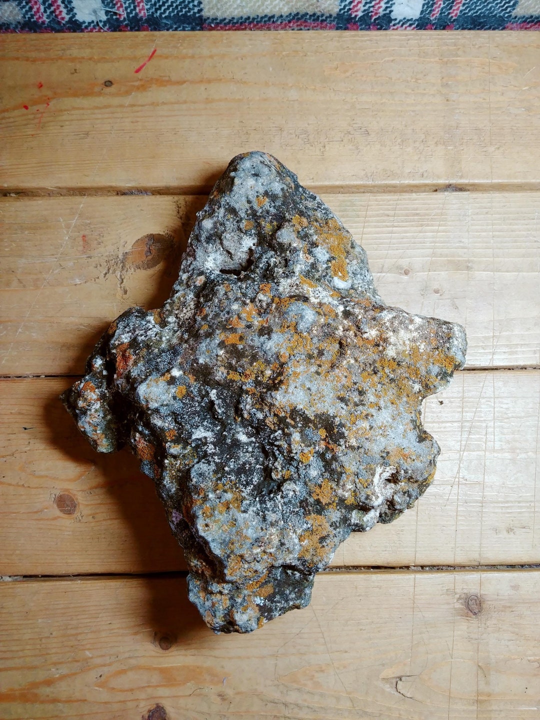 Enchanted Lichen Living Rock. Texas Fossil Limestone - Terrariums ...