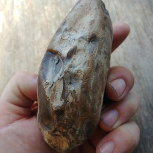 Swirly Chert Fossil Ancient Texas Shellfish Aquariums, Terrariums ...