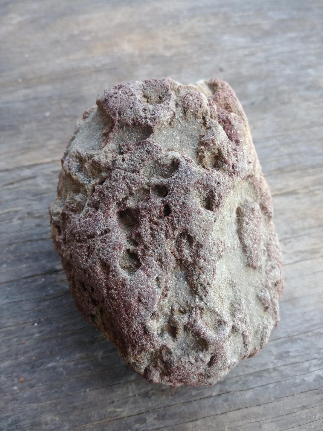 River Rock Coprolite With Bizarre Fossils, Unique Landscape Rock for a ...