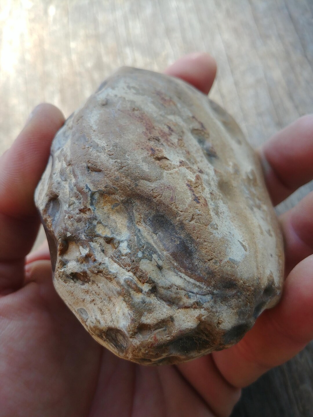 Swirly Chert Fossil Ancient Texas Shellfish Aquariums, Terrariums ...