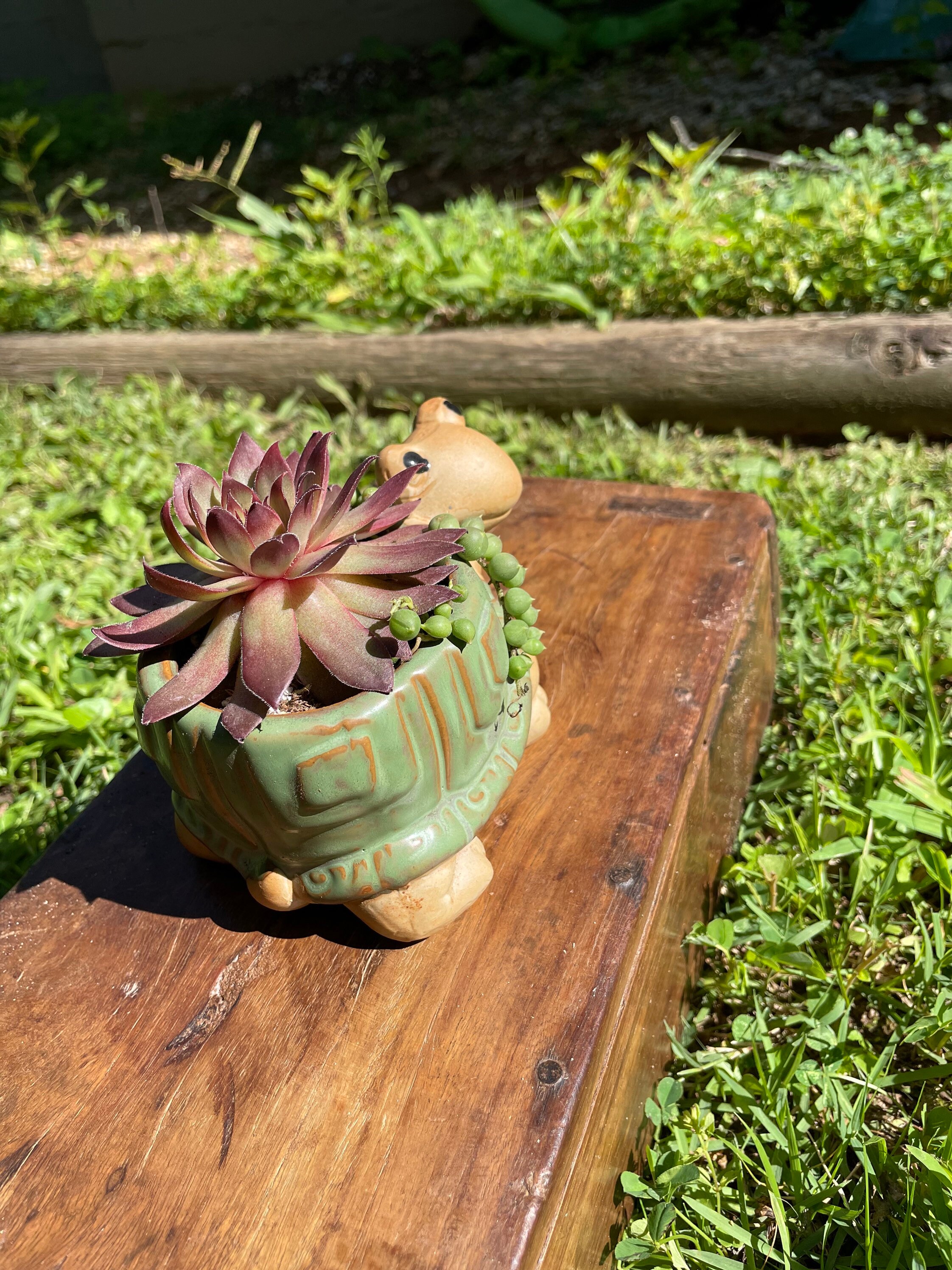 Turtle Succulent Planter W/live Succulents Included - Etsy