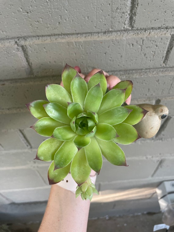 Animal Succulent Planter W/large Live Succulent Included - Etsy