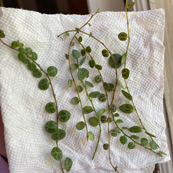String of Turtles Plant - Etsy
