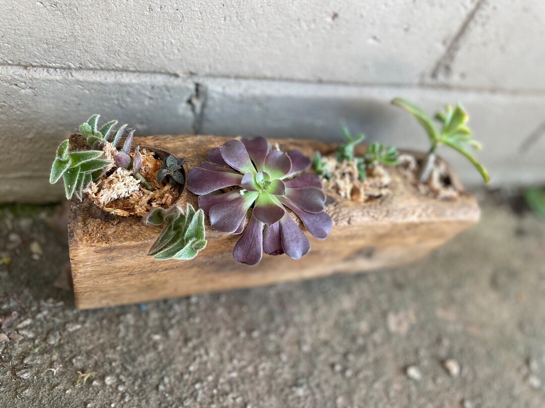 Wooden Rectangular Succulent Planter W/live Premium Succulents - Etsy