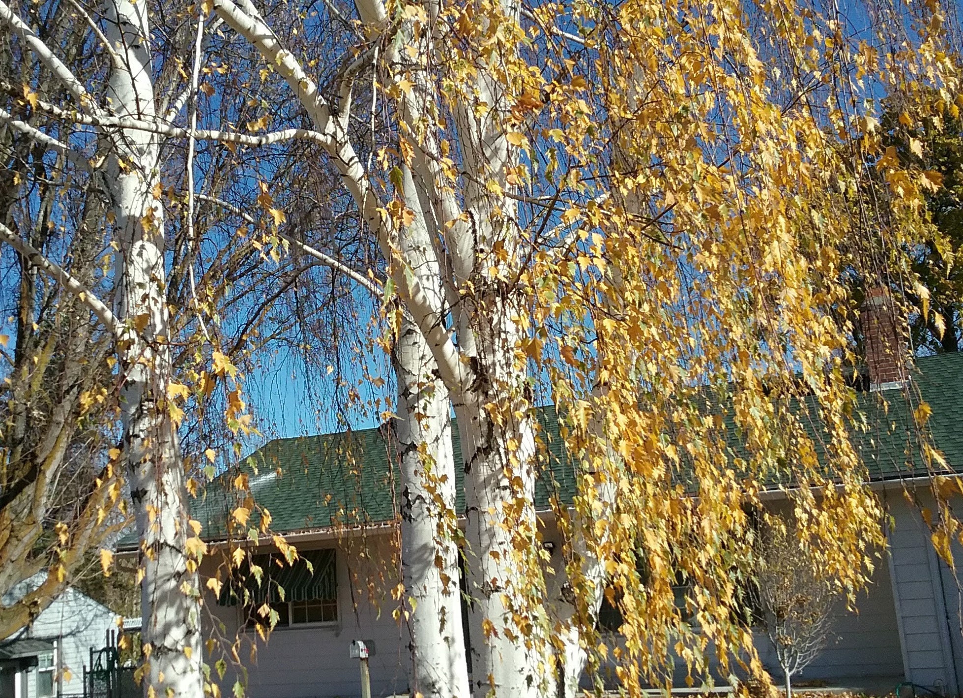 7 Uniquely Shaped Birch Branches / Twigs / Sticks 12-20 - Etsy