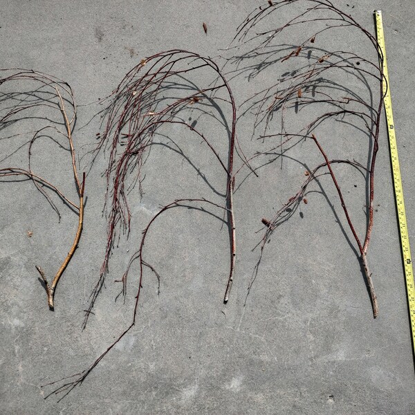 Long Birch Twigs - Etsy