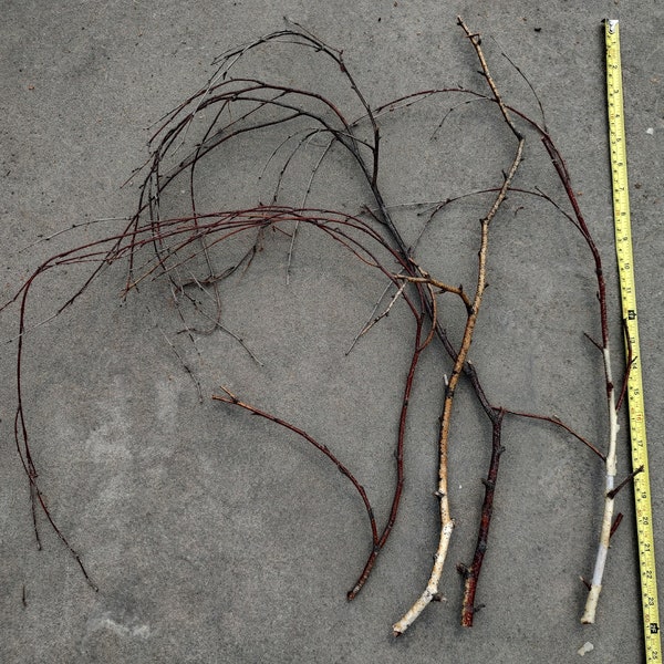 Long Birch Twigs - Etsy