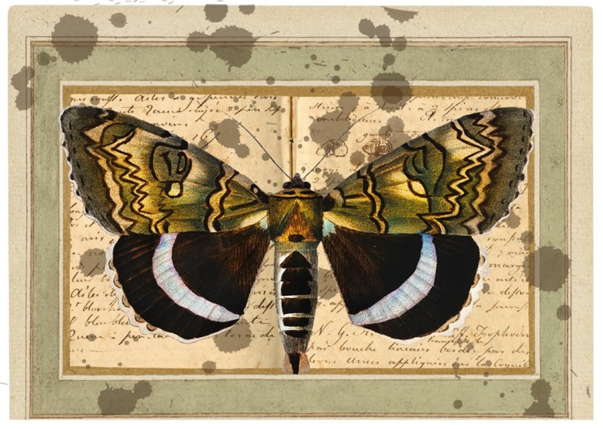 Butterfly Specimen Cards - Etsy